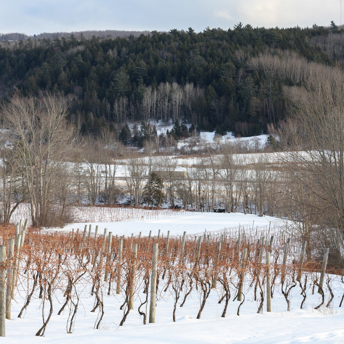 Winter at Benjamin Bridge | Benjamin Bridge