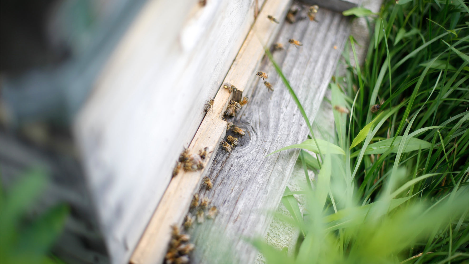 SUSTAINABILITY | OUR STORY | Benjamin Bridge