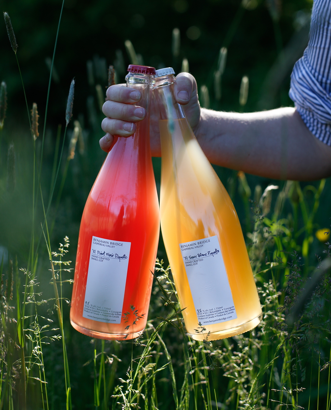 Cellar Releases – Benjamin Bridge